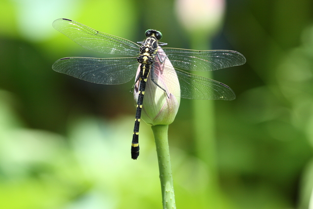 オニヤンマ | 昆虫図鑑